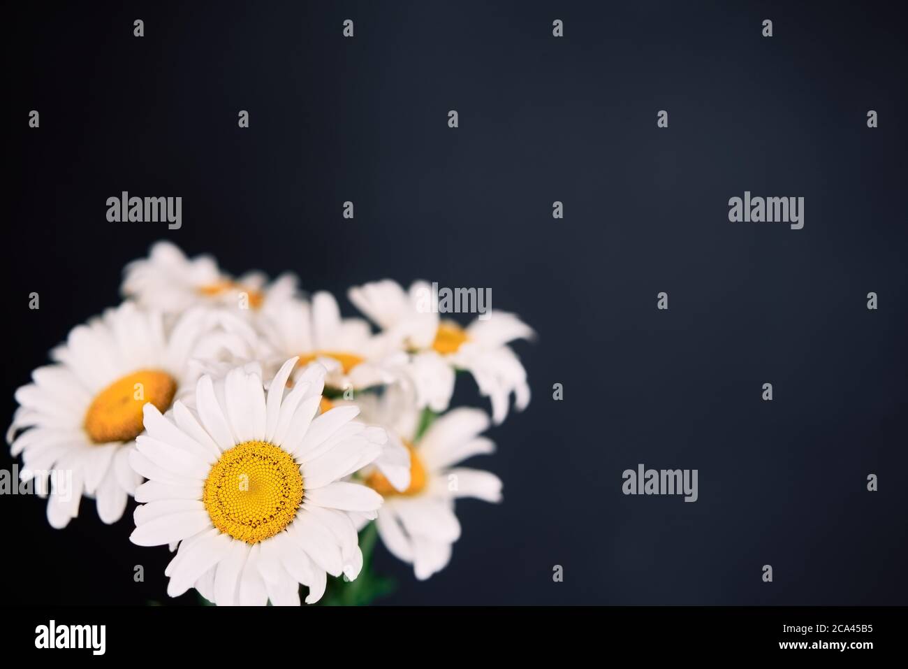 White daisies flower bouquet on dark background with copy space Stock ...