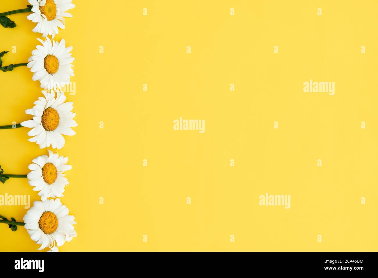 White colored daisy flowers border on yellow background with copy space ...