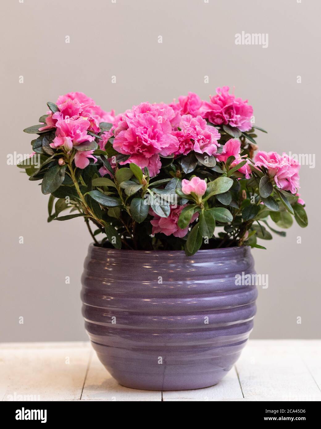 Purple Azalea Topiary flower plant Stock Photo - Alamy