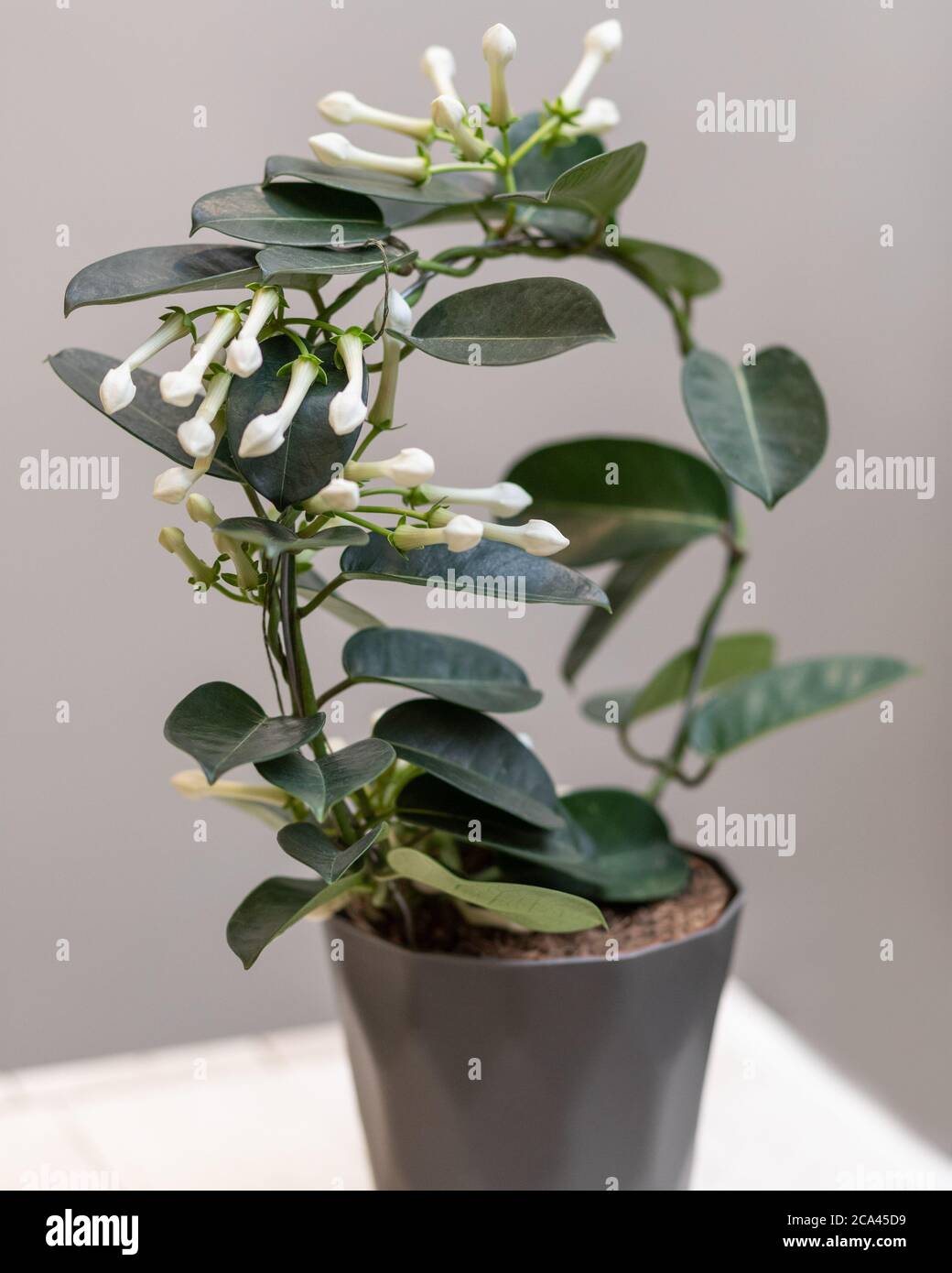 White Stephanotis floribunda flower plant Stock Photo - Alamy