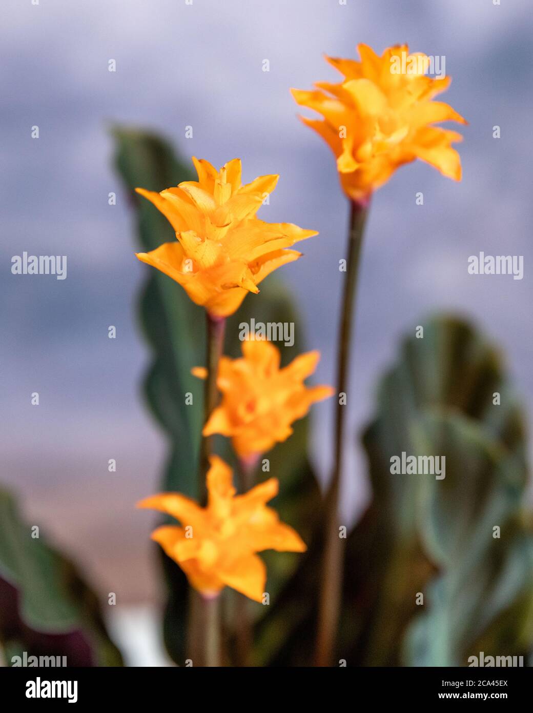 Calathea, Marantaceae flower close up Stock Photo - Alamy