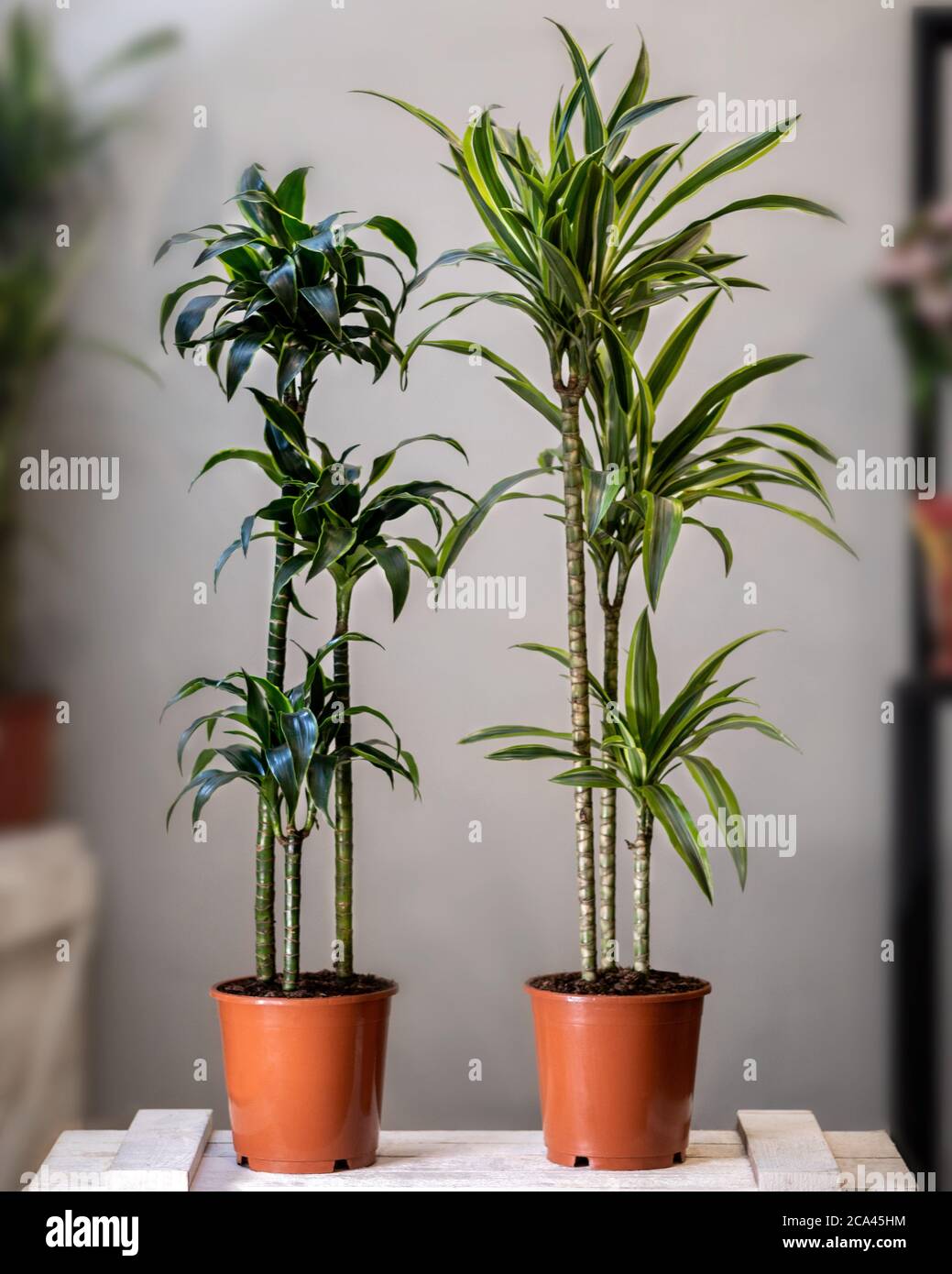 Dracaena fragrans (Corn Plant, Cornstalk Plant, Dracaena, Dragon Tree ...
