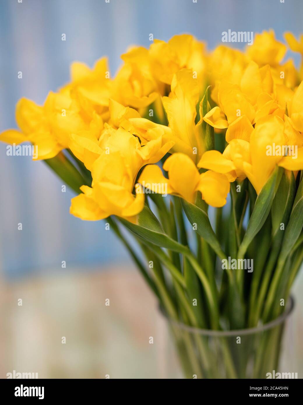 Yellow Dutch Iris Golden Beauty flower Stock Photo - Alamy