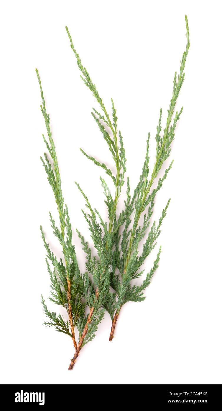Juniper twig isolated on white background. Ornamental plants for ...