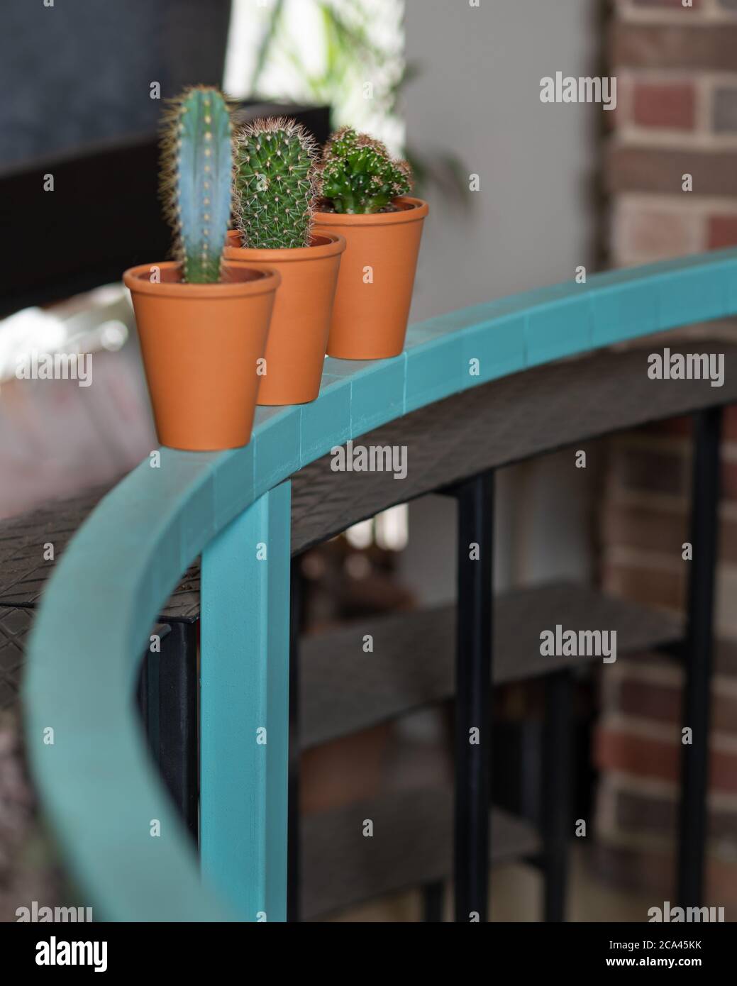 Small cactuses side by side Stock Photo - Alamy
