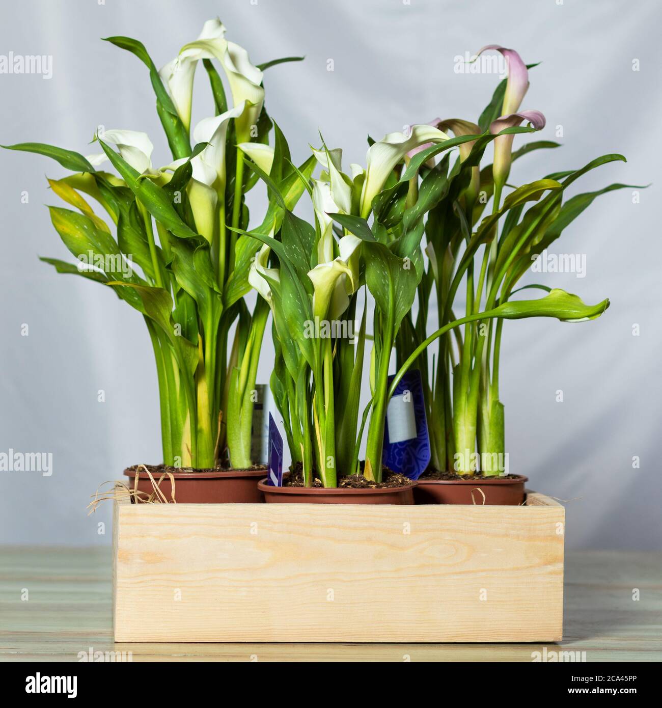 Arum lily container hi-res stock photography and images - Alamy