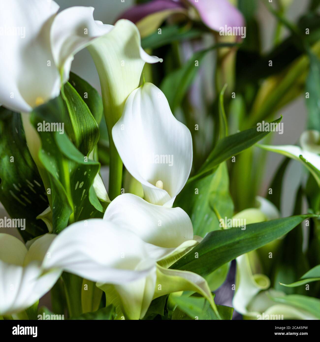 Arum lily flower plant close up Stock Photo - Alamy