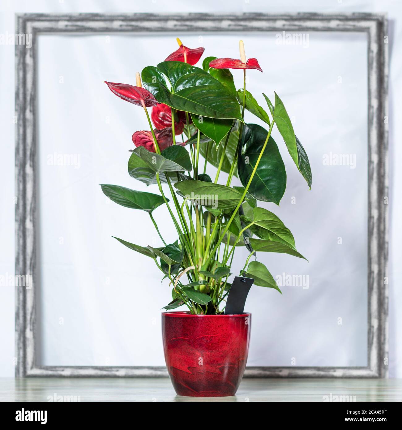 Red Anthurium Laceleaf flower in red pot, frame background Stock Photo ...