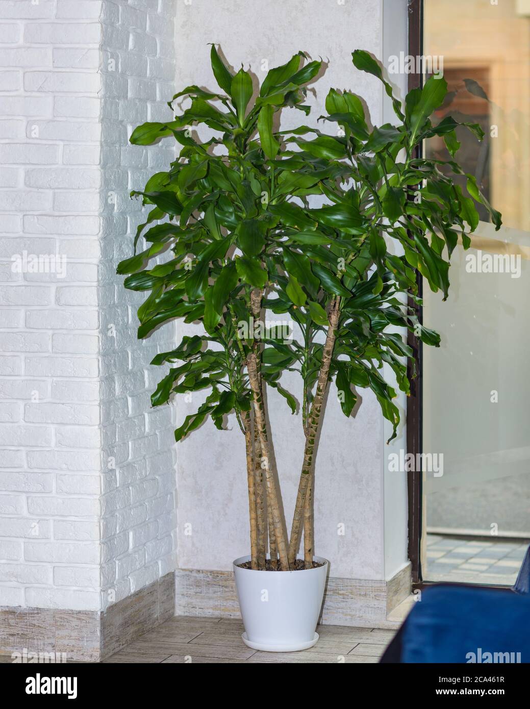 Guiana Chestnut, Pachira aquatica, money tree at office Stock Photo - Alamy
