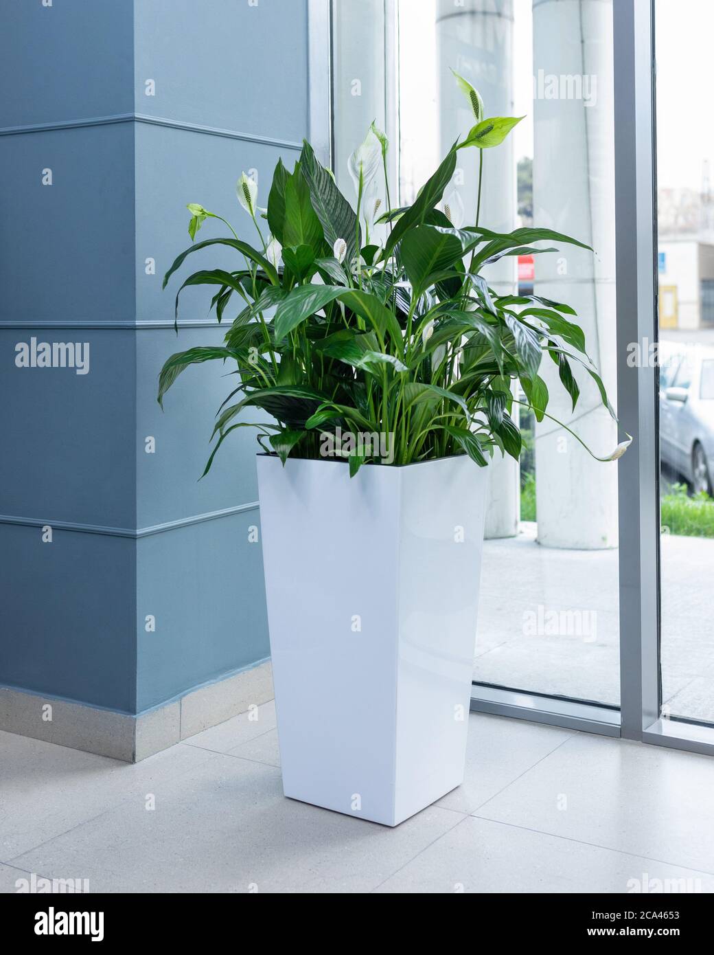 Big Peace Lily plant in white pot at the office Stock Photo - Alamy