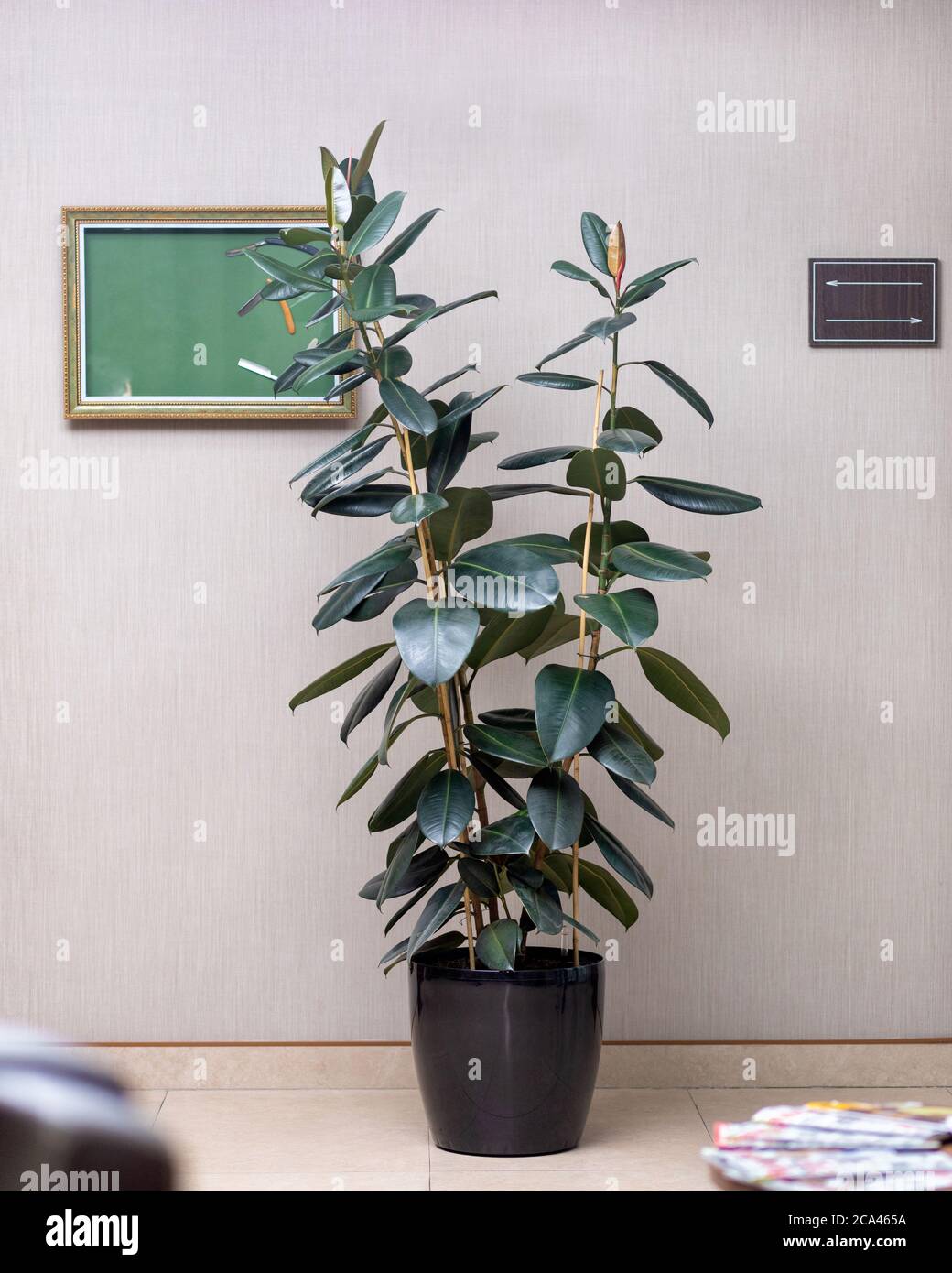 Rubber fig ficus elastica hi-res stock photography and images - Alamy