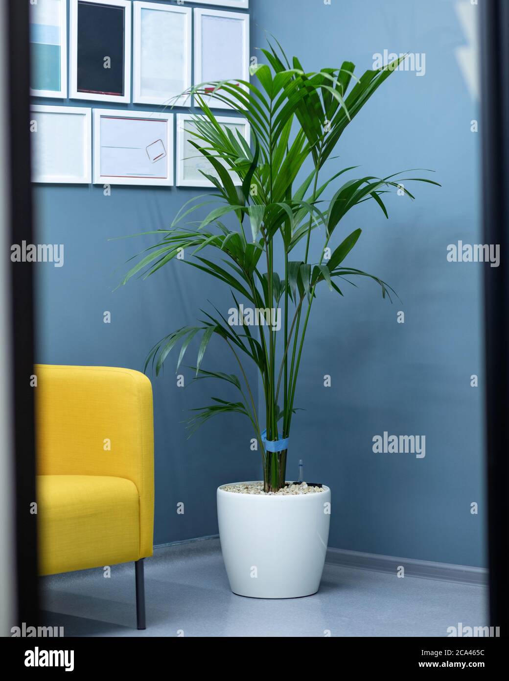 Areca Cane palm Dypsis lutescens, golden cane palm plant in white pot ...