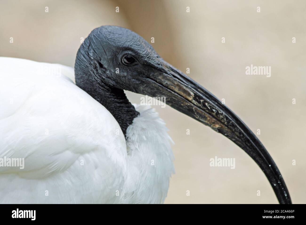 Heiliger ibis threskiornis aethiopicus sacred ibis hi-res stock ...