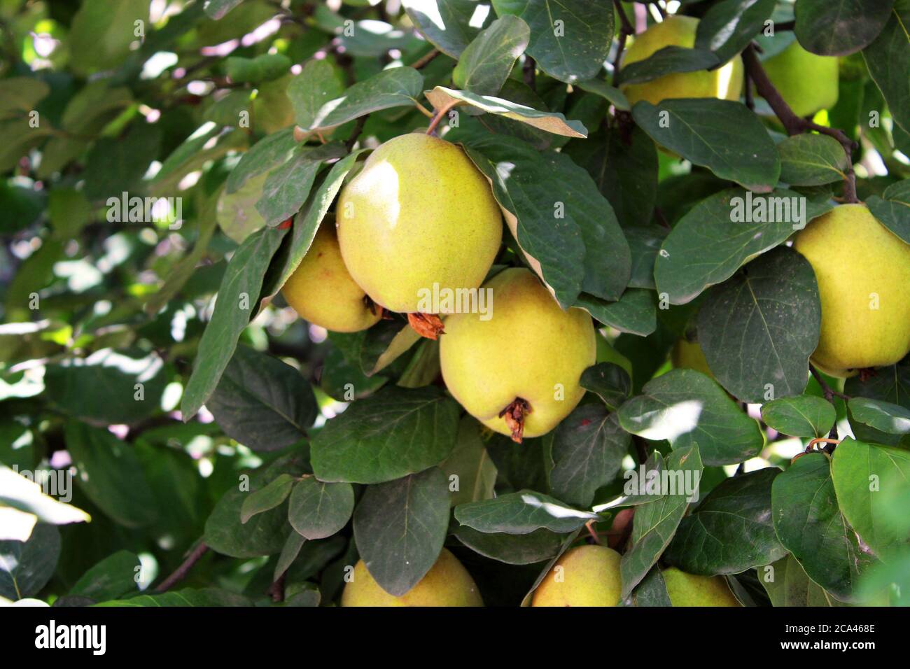 Quince growing hi-res stock photography and images - Alamy
