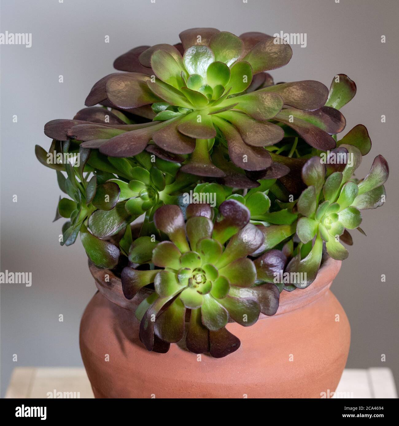 Succulents cactus forest hi-res stock photography and images - Alamy