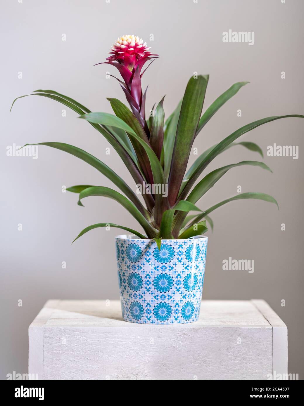 Pink Bromelia, Bromeliaceae plants in pot Stock Photo - Alamy