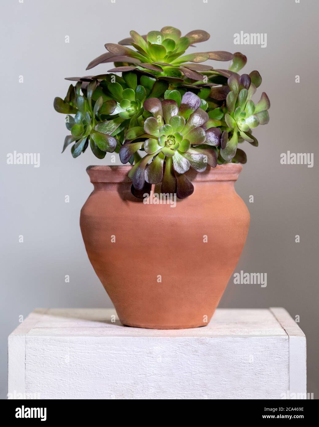 Succulents cactus forest hi-res stock photography and images - Alamy