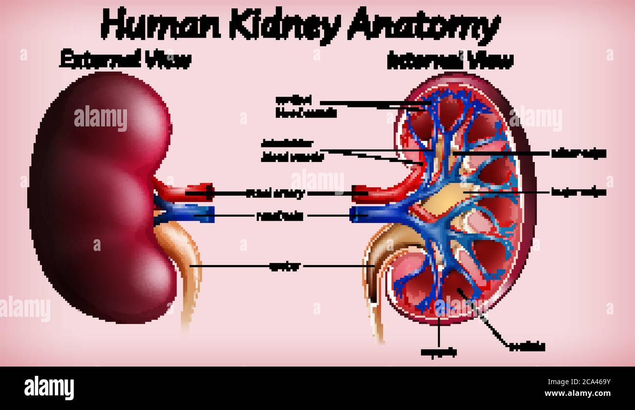 Medical human kidney anatomy illustration Stock Vector Image & Art - Alamy