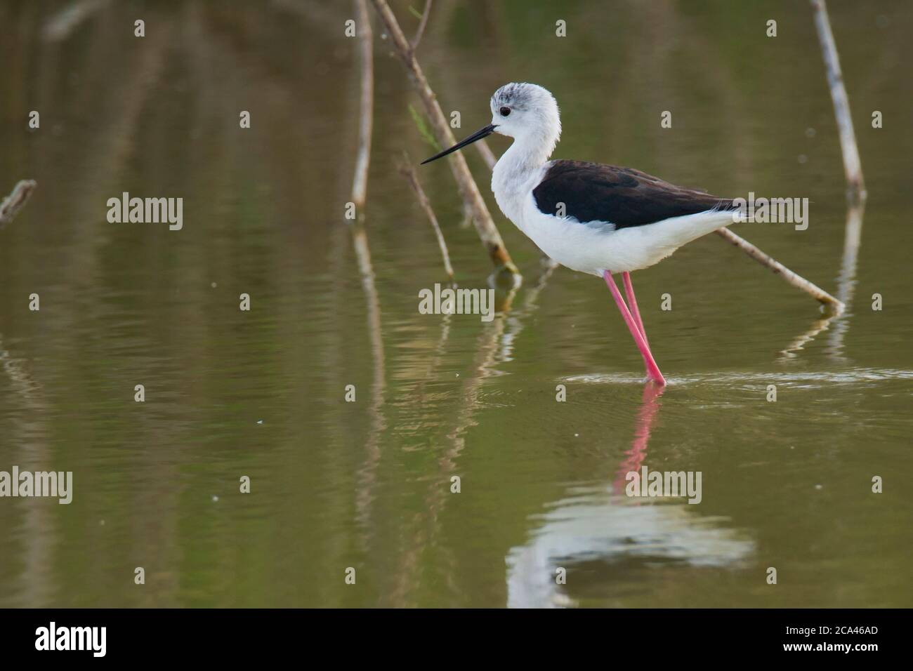 Birds long legs water hi-res stock photography and images - Alamy