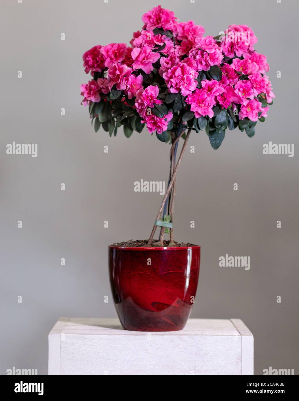 Pink Azalea topiary in the red pot Stock Photo - Alamy