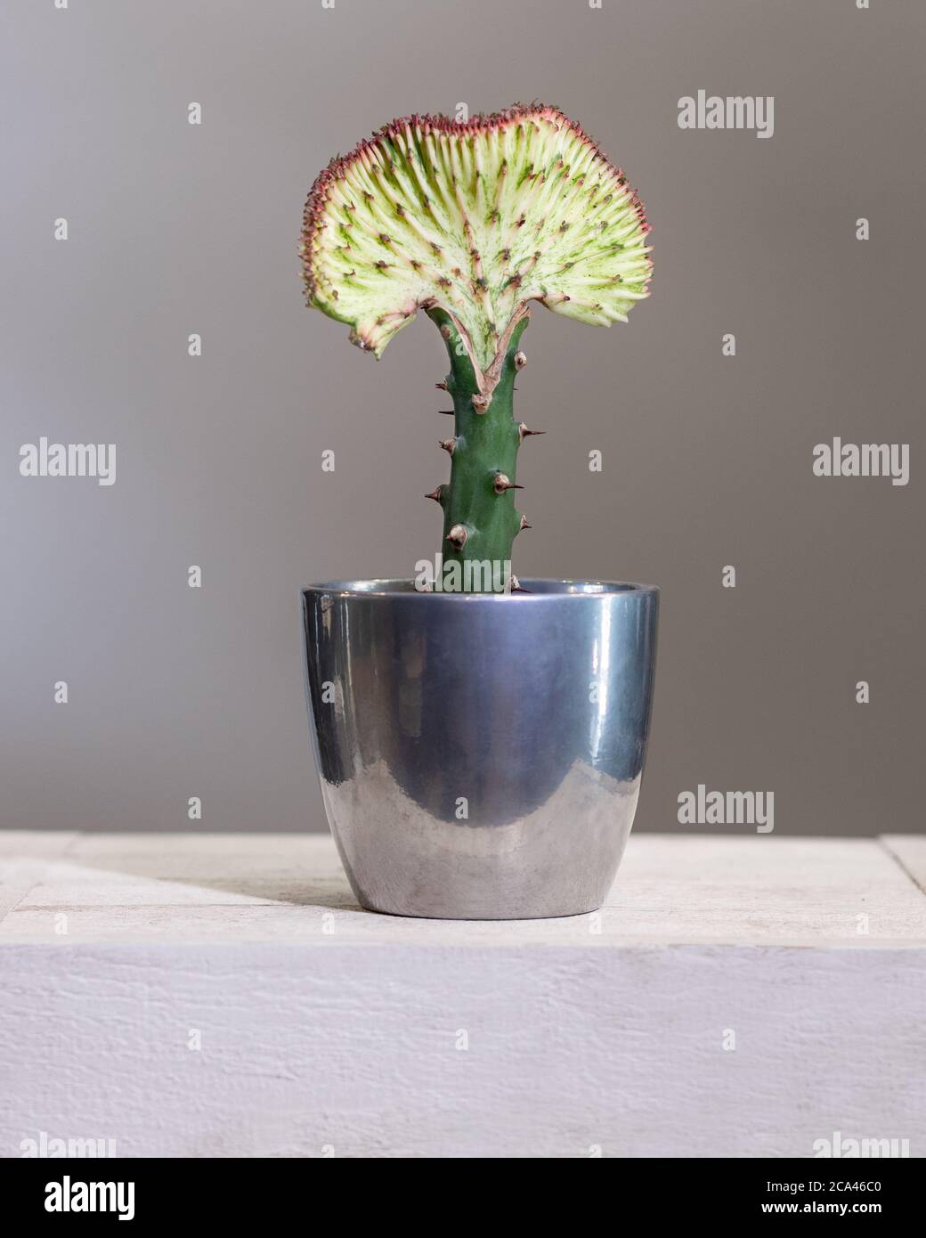 Euphorbia lactea Cristata cactus in the silver pot Stock Photo - Alamy