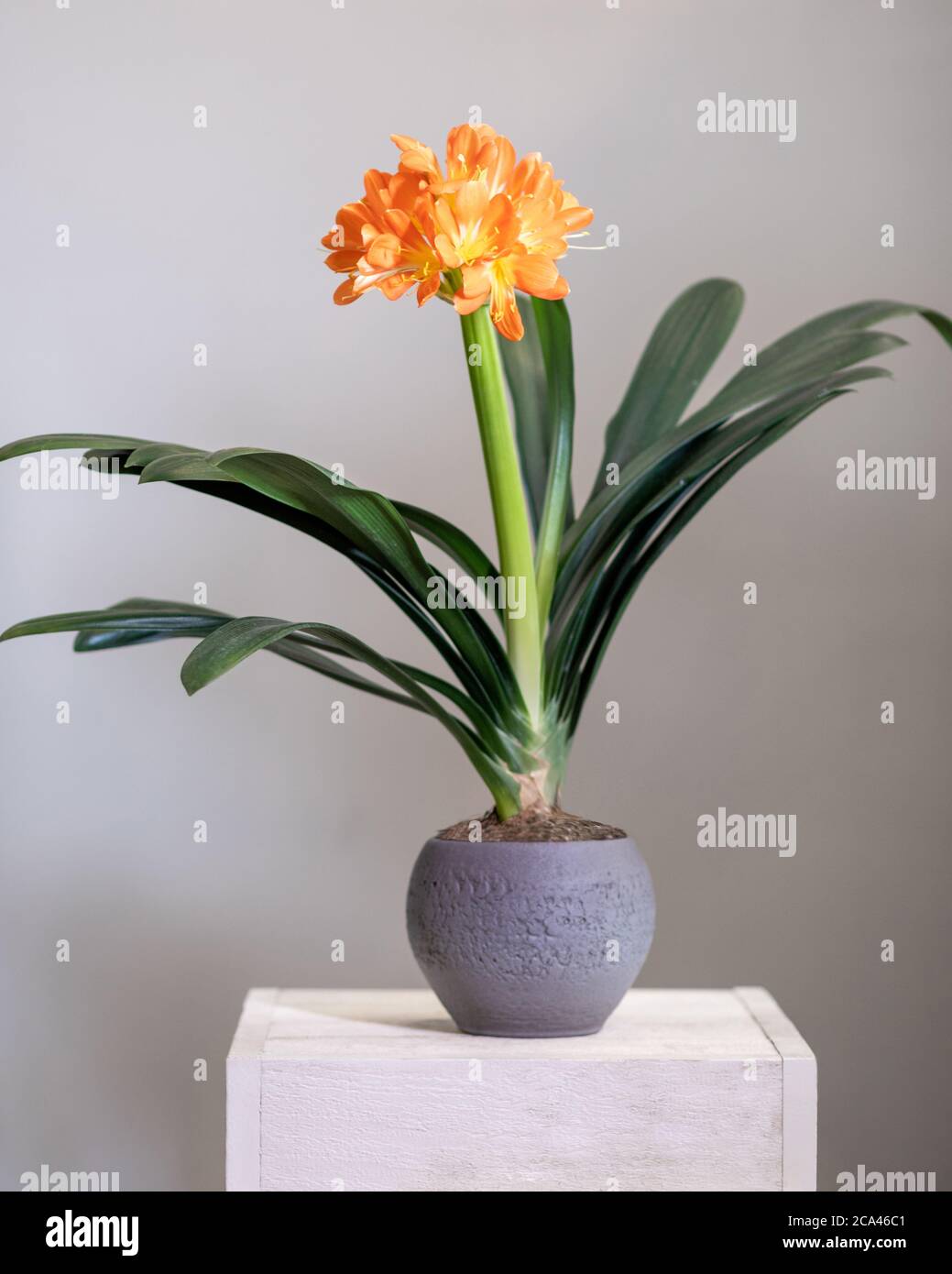 Clivia, Amaryllidaceae flower plant in silver pot Stock Photo - Alamy