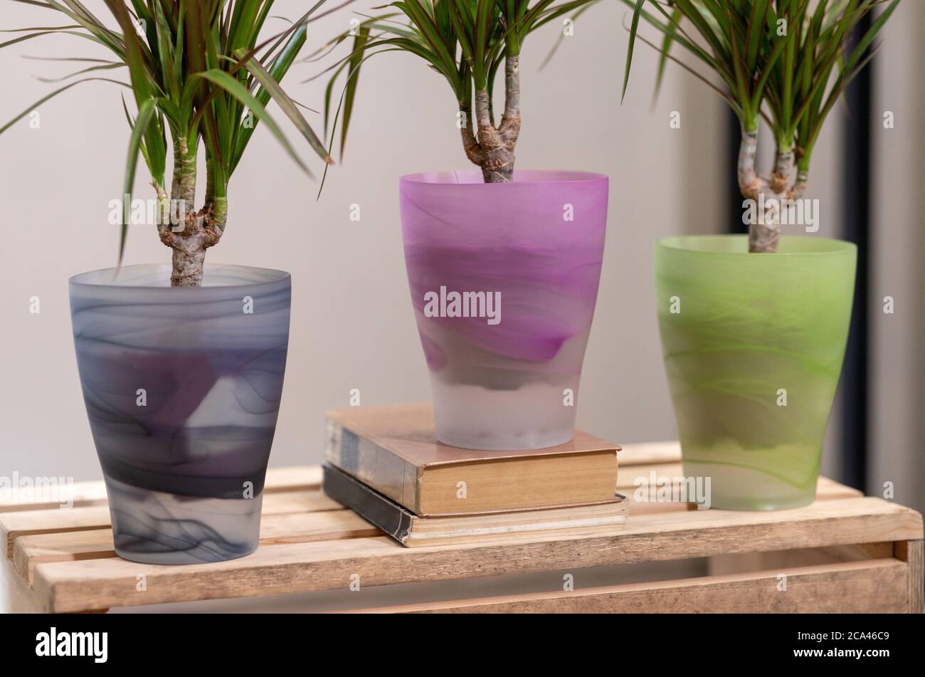 Dragon Tree Dracaena Draco in colorful pots close up Stock Photo - Alamy