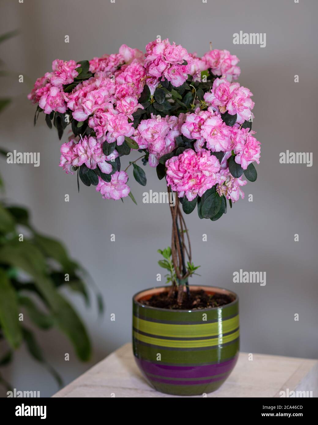 Pink Azalea topiary in the colorful pot Stock Photo - Alamy