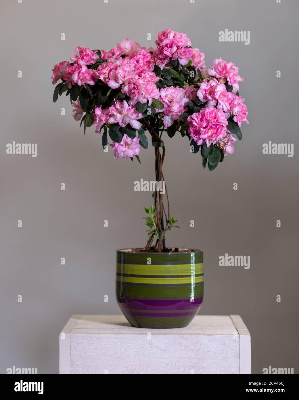 Azalea indoor topiary hi-res stock photography and images - Alamy