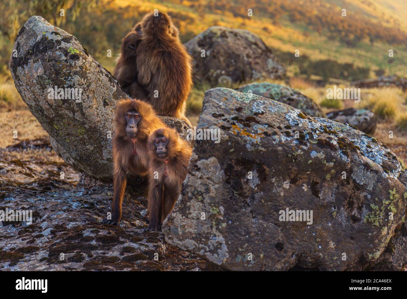 Theropithecus gelada hi-res stock photography and images - Alamy