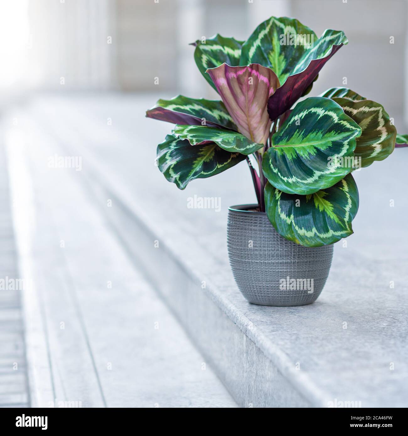 Calathea silver hi-res stock photography and images - Alamy
