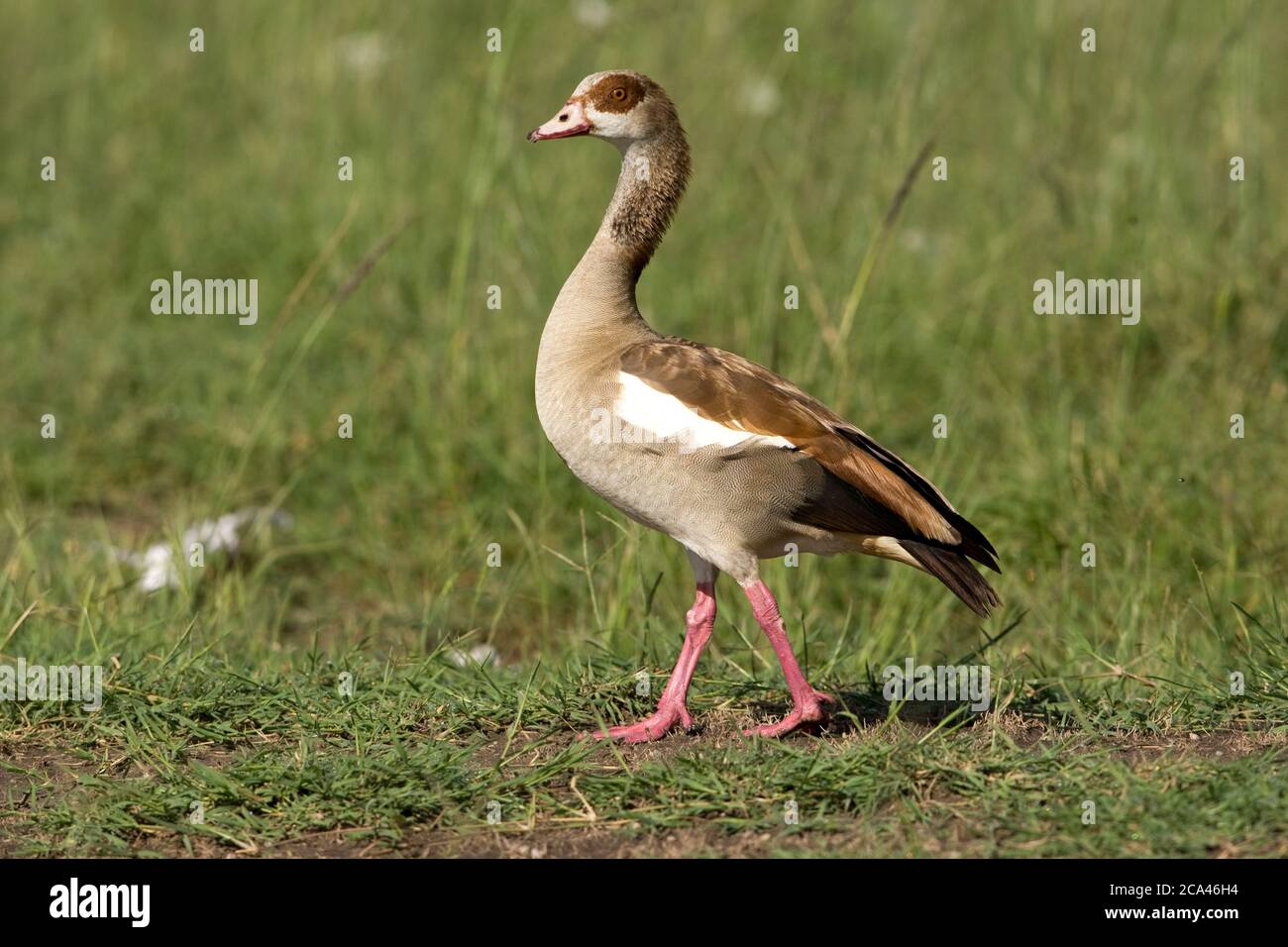 Egyptian Goose (Alopochen aegyptiaca). The Egyptian Goose is a member ...