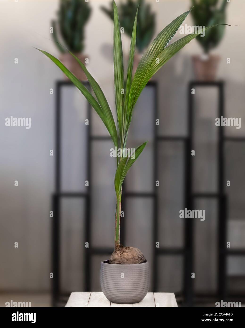 Coconut cocos fruit plant Stock Photo - Alamy