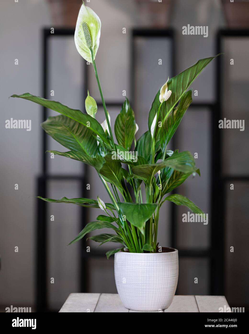 Peace Lily, spatifilum flower plant in white pot Stock Photo - Alamy