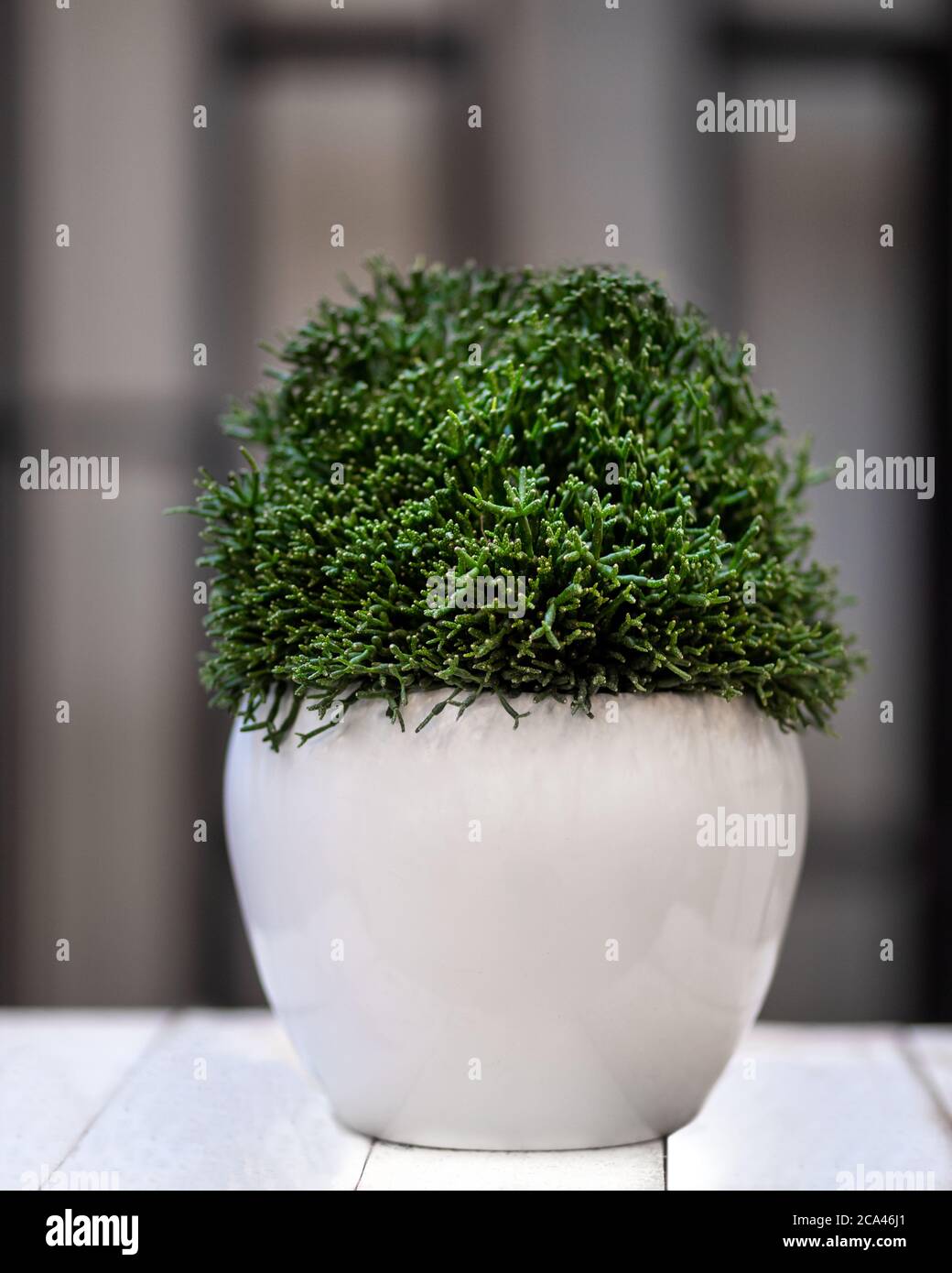 Laurus nobilis - Bay Tree in white pot Stock Photo - Alamy