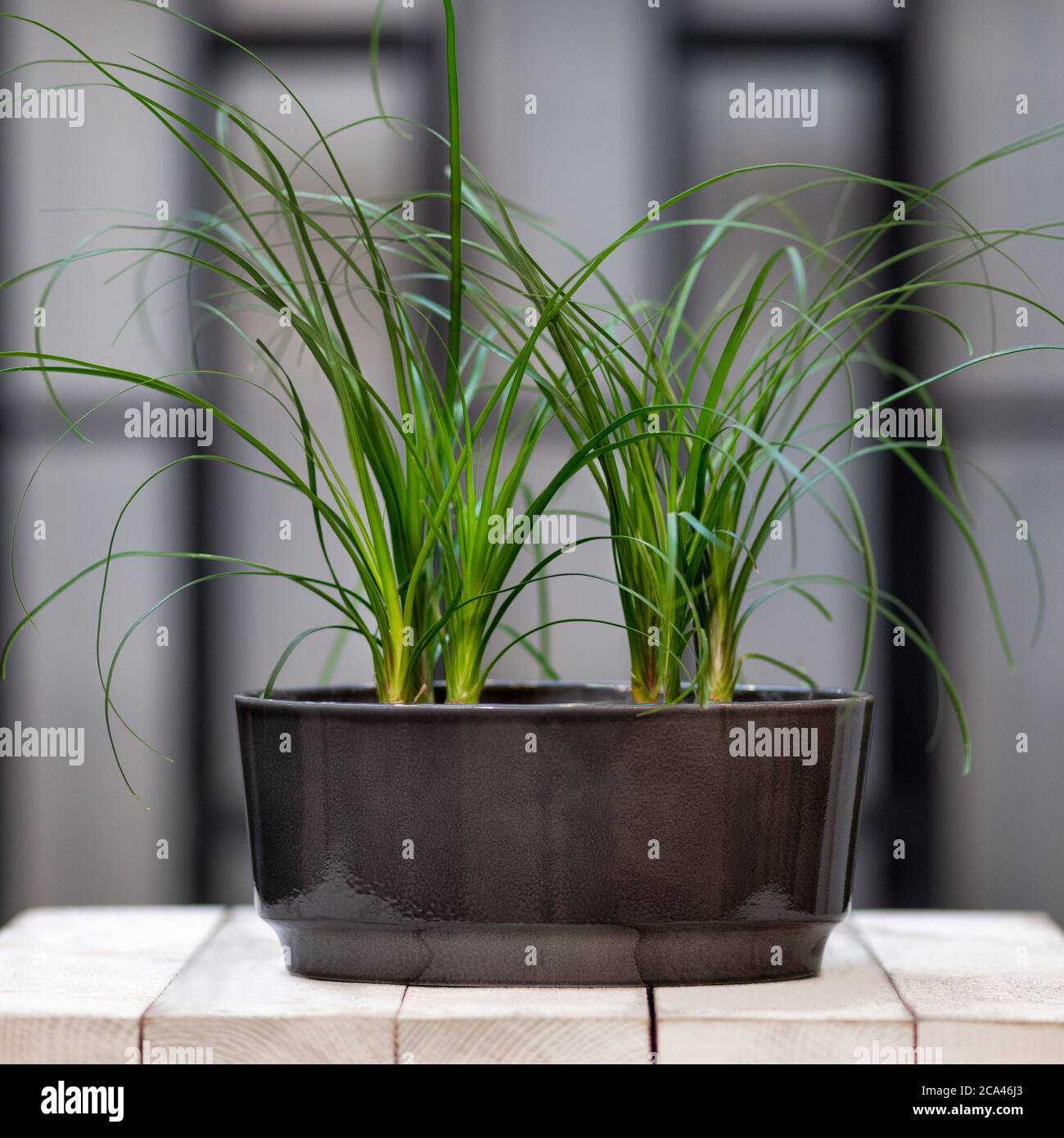 Dracaena marginata, dragon tree in black pot Stock Photo - Alamy