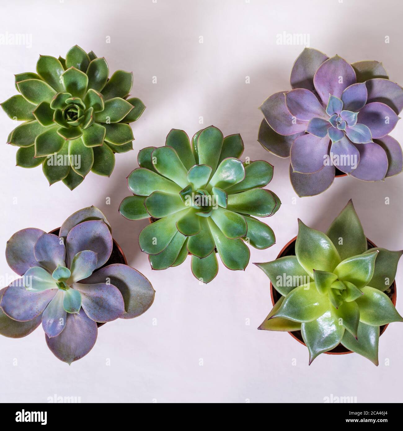 Terrarium jar plants hi-res stock photography and images - Alamy