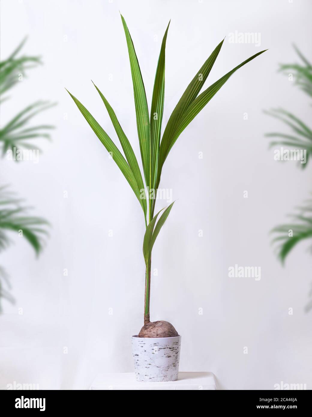 Coconut cocos fruit plant with white background Stock Photo - Alamy