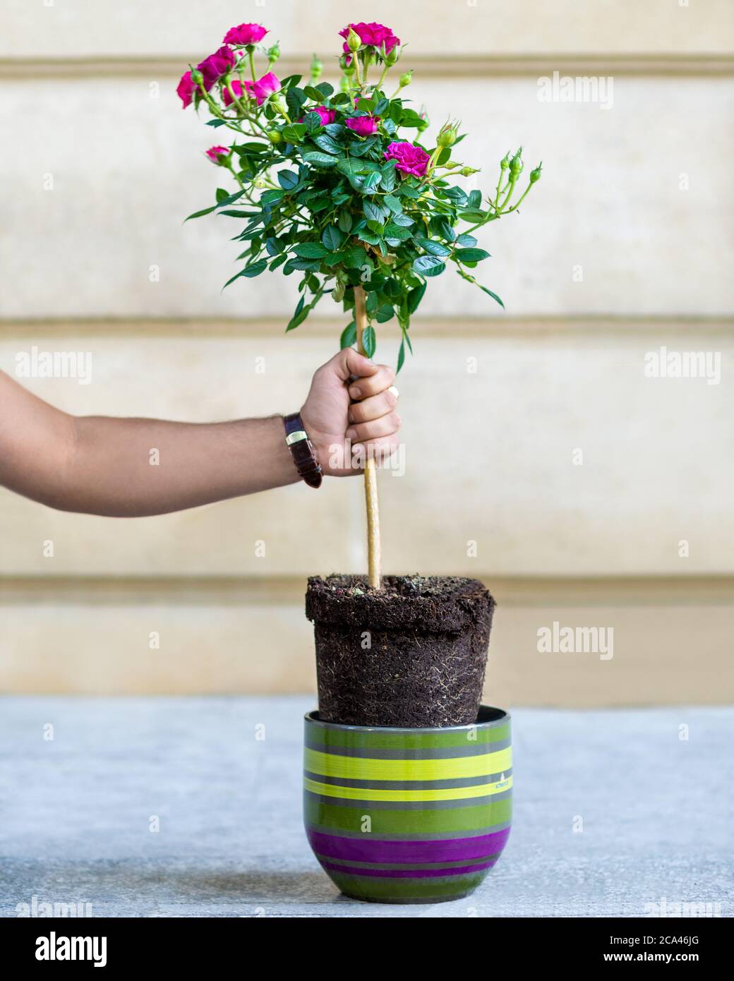 Man pulling up plant root from a pot Stock Photo - Alamy