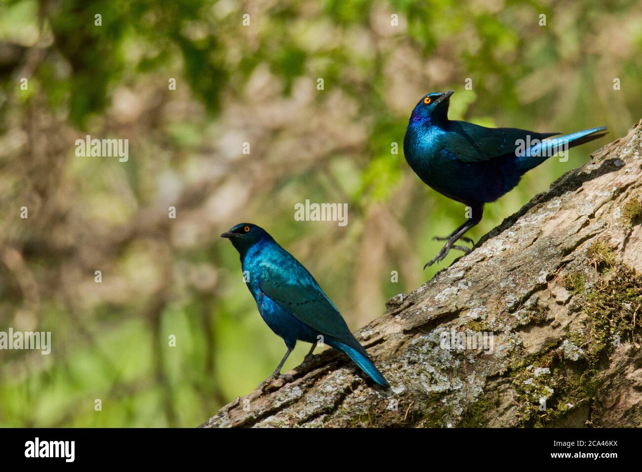 Blue starling africa hi-res stock photography and images - Alamy
