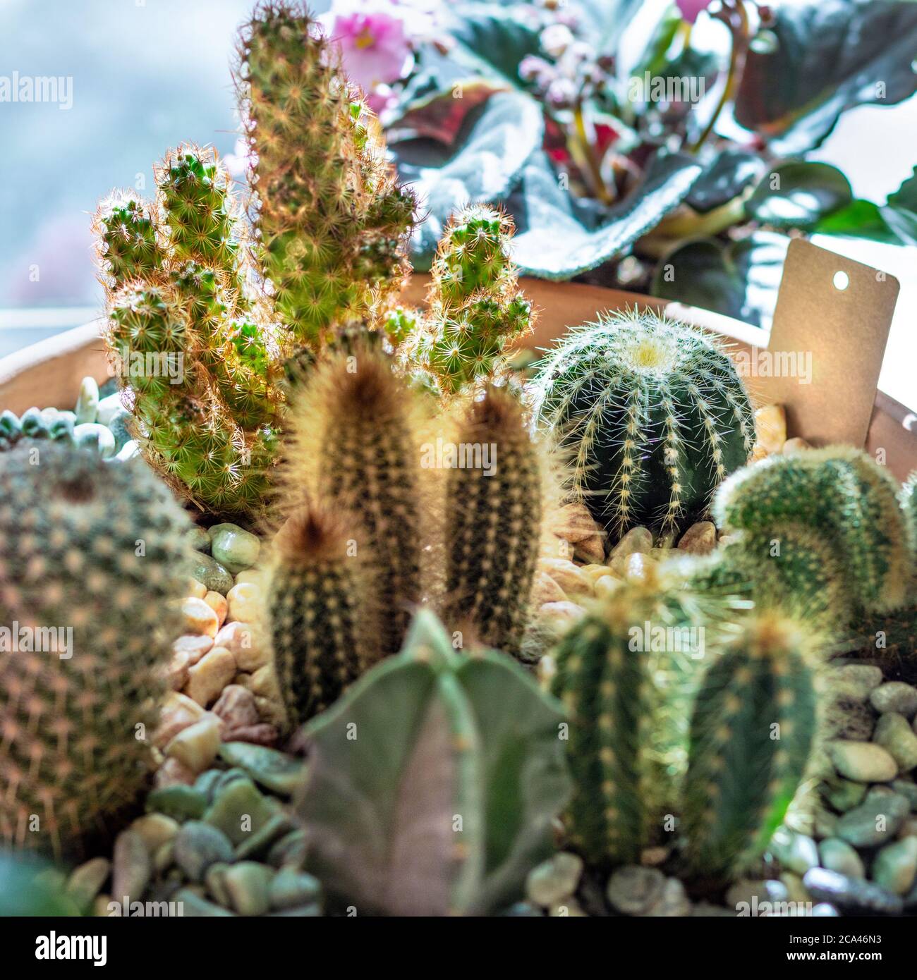 Beautiful terrarium cactus close up Stock Photo - Alamy