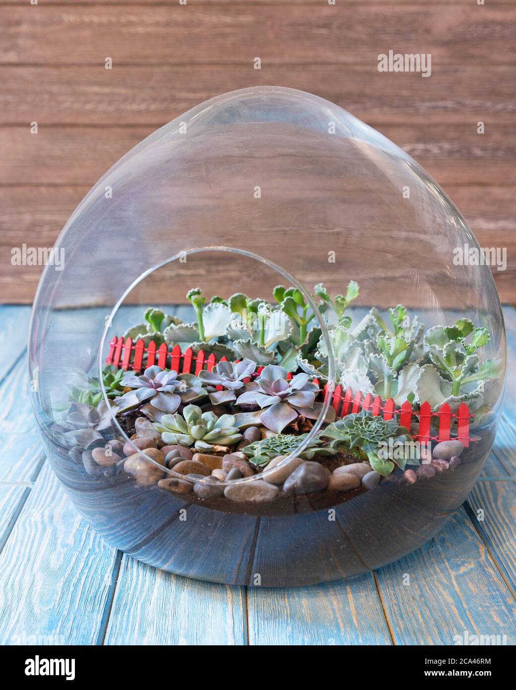 Terrarium, sand, rock, succulent, cactus, moss in the glass Stock Photo ...