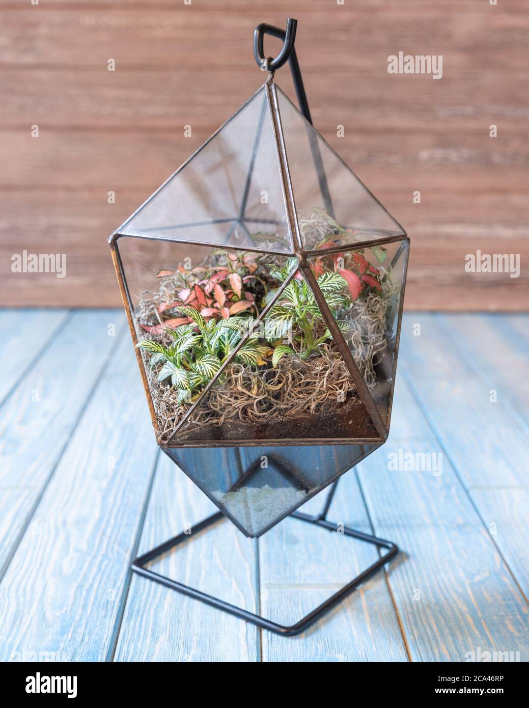 Terrarium, sand, rock, succulent, cactus, moss in the glass Stock Photo ...