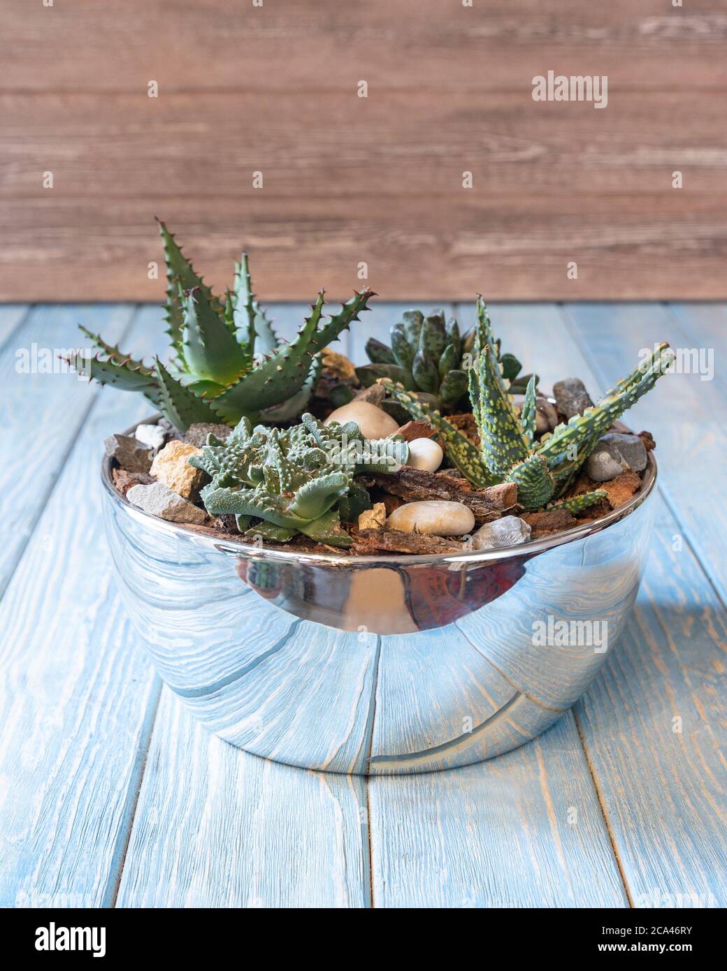 Terrarium, sand, rock, succulent, cactus, moss in the shiny pot Stock ...