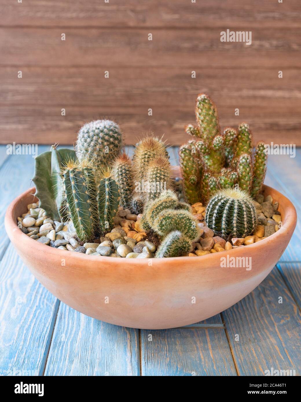 Terrarium, sand, rock, succulent, cactus, moss in the red ceramic pot ...