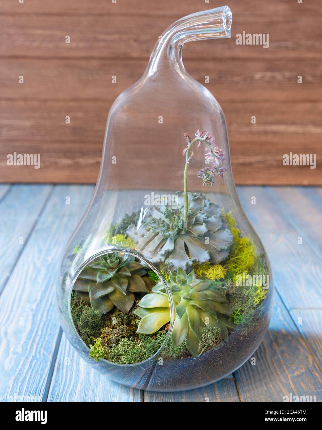 Terrarium, sand, rock, succulent, cactus, moss in the glass Stock Photo ...