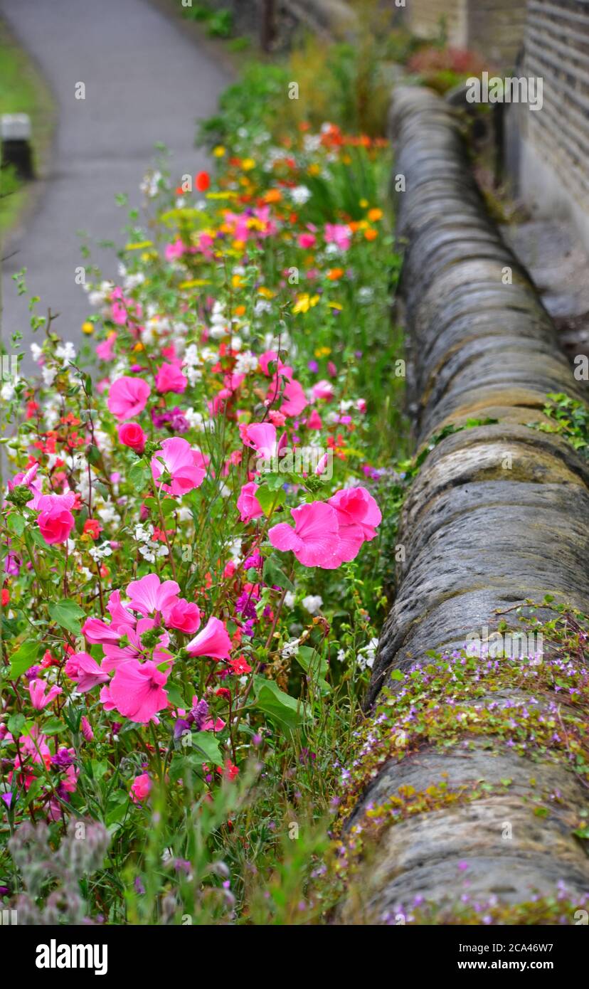 Annual Flowers, Towpath, Rochdale Canal, Hebden Bridge, Pennines ...