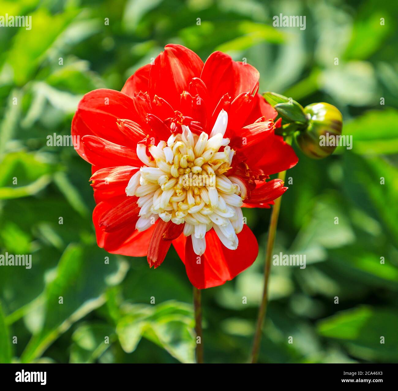 Asahi chohji hi-res stock photography and images - Alamy