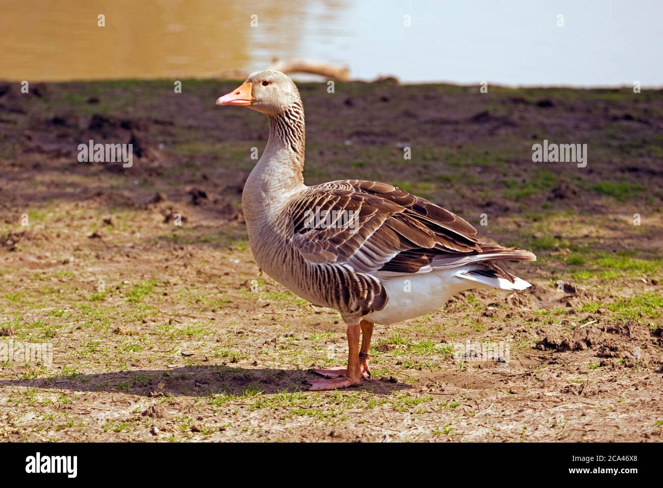 Wetland wetlands waterfowl wildlife eurasia hi-res stock photography ...