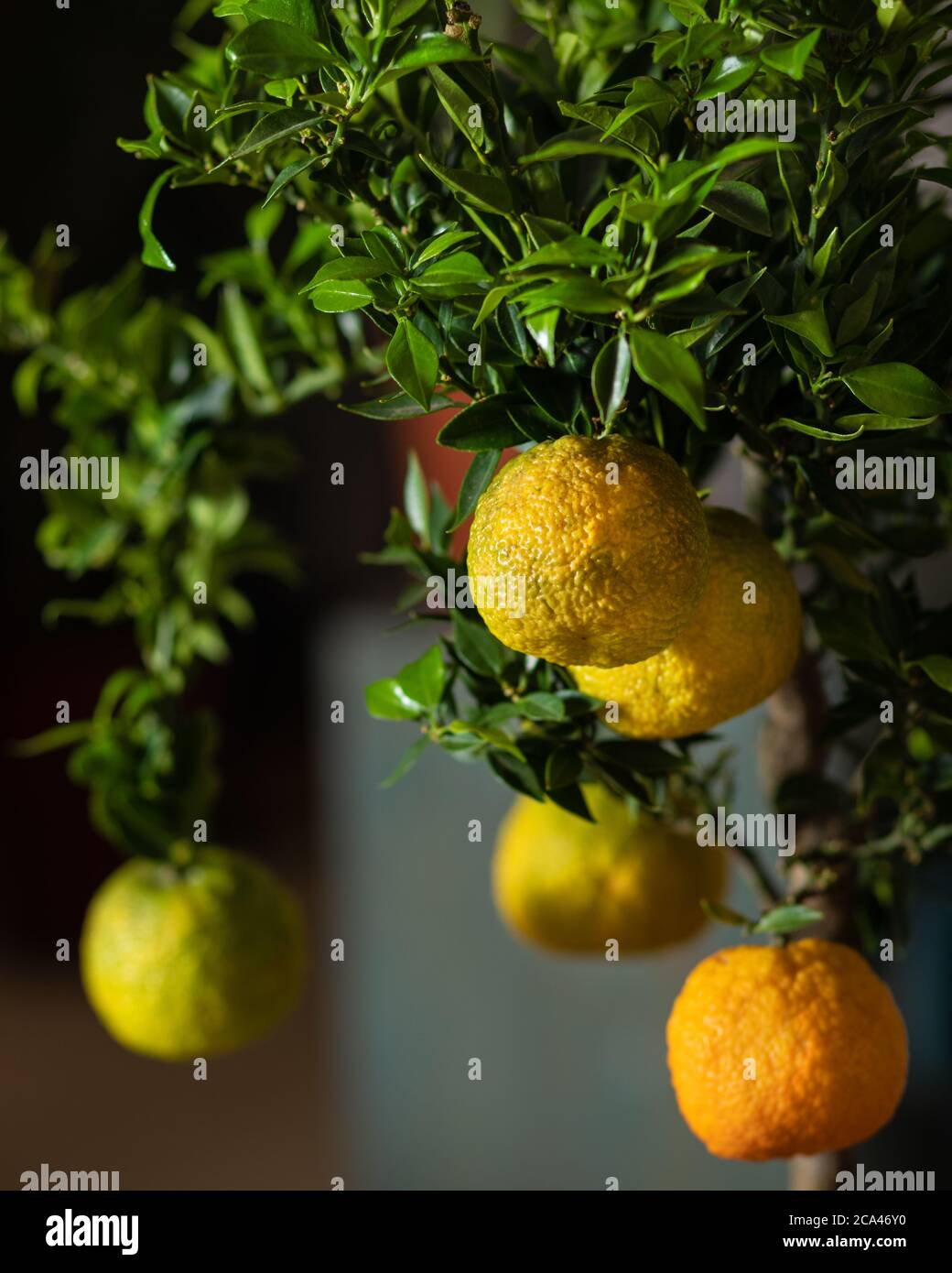 Lemon plant close up with dark background Stock Photo - Alamy